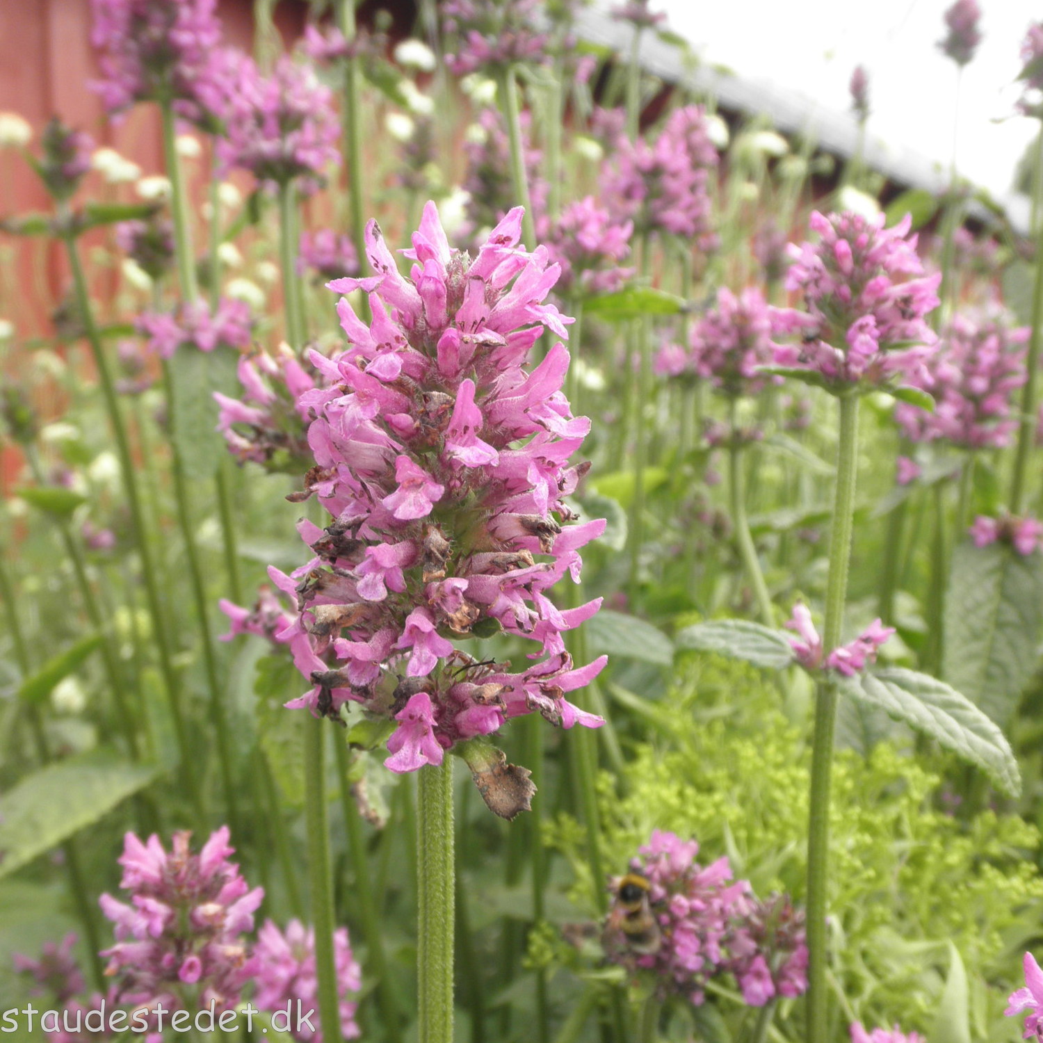 Stachys monnieri 'Hummelo'