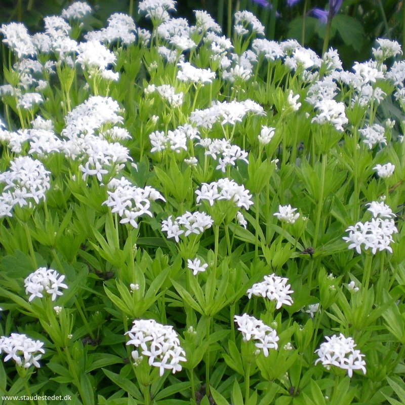 Bunddækkestauder - Staudestedet