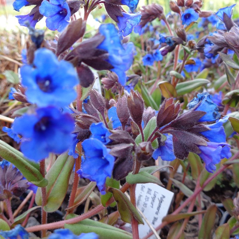 Blå stauder - Staudestedet