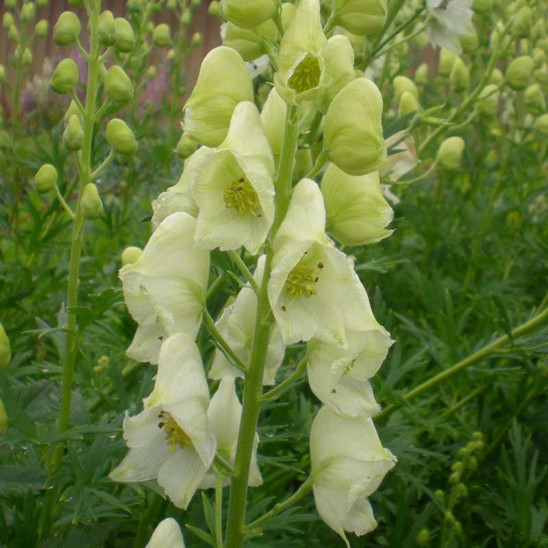 Aconitum