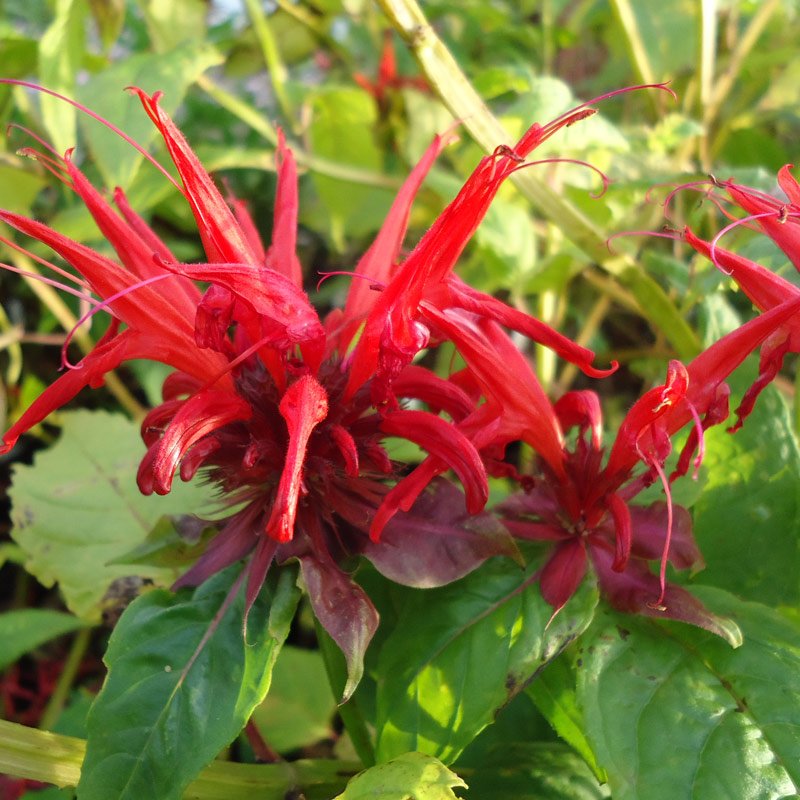 Orange, brune og røde stauder - Staudestedet