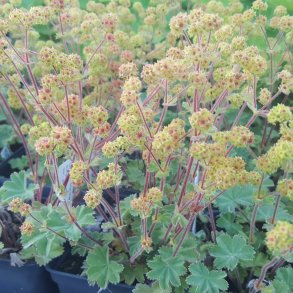 Lave stauder - 5-30 cm - Staudestedet