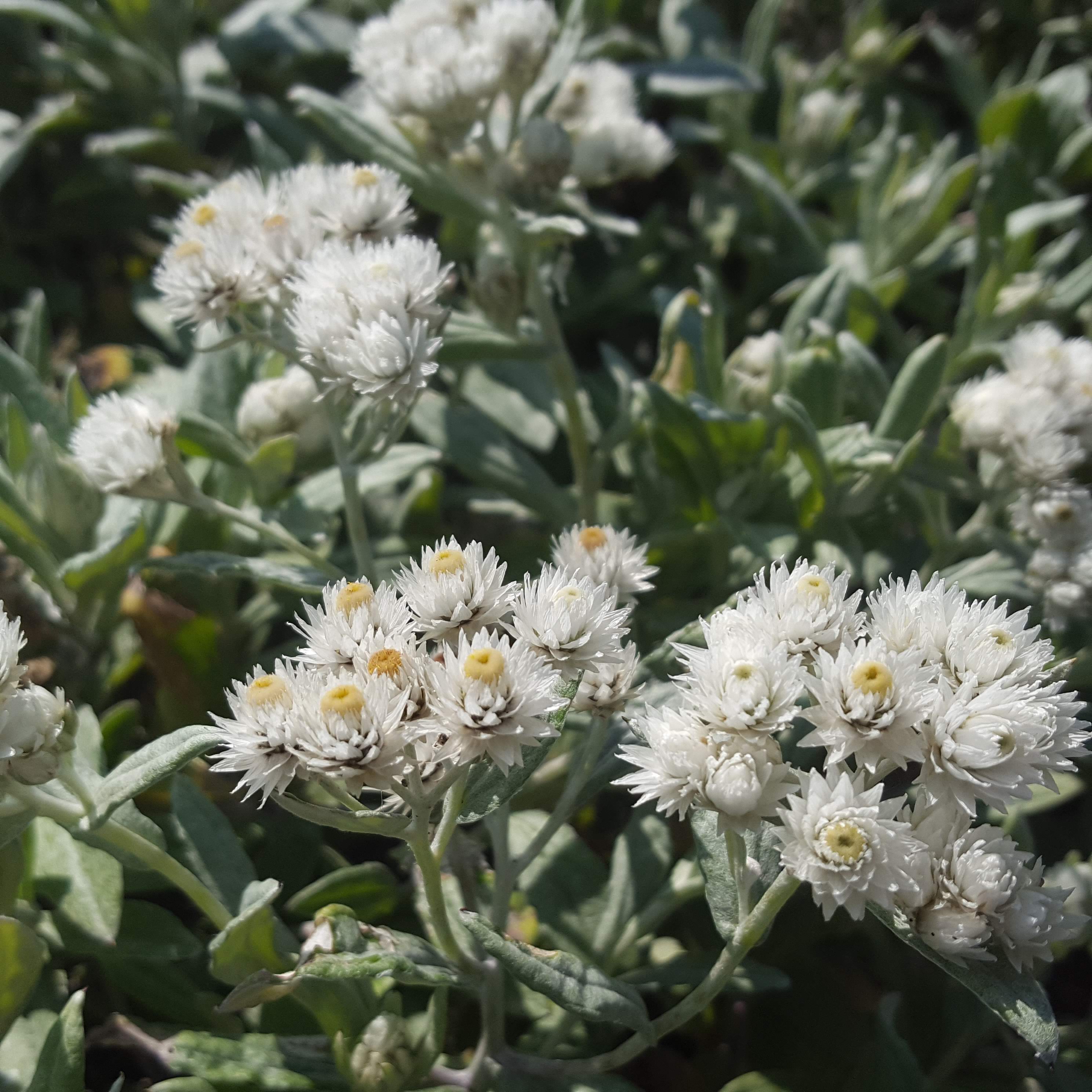 Anaphalis triplinervis 'Silver Wave'. Perlekurv