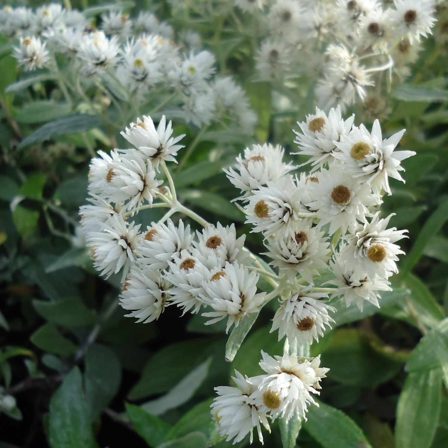 Anaphalis triplinervis 'Sommerschnee'