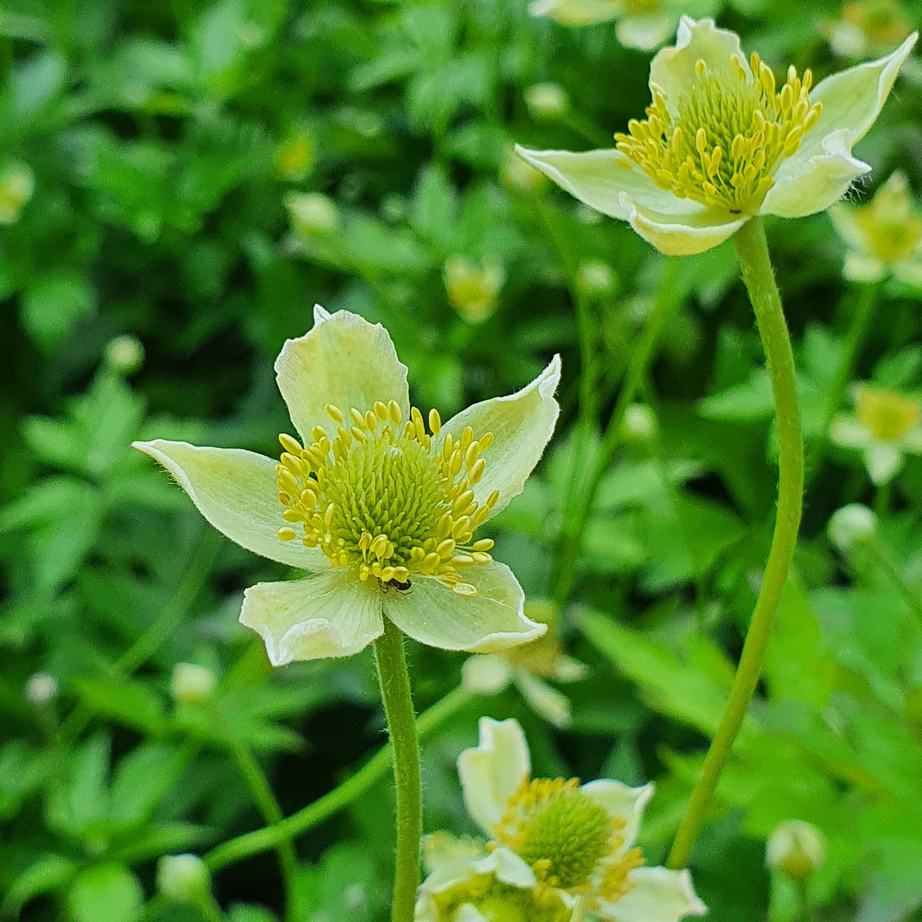 Anemone cylindrica. Anemone