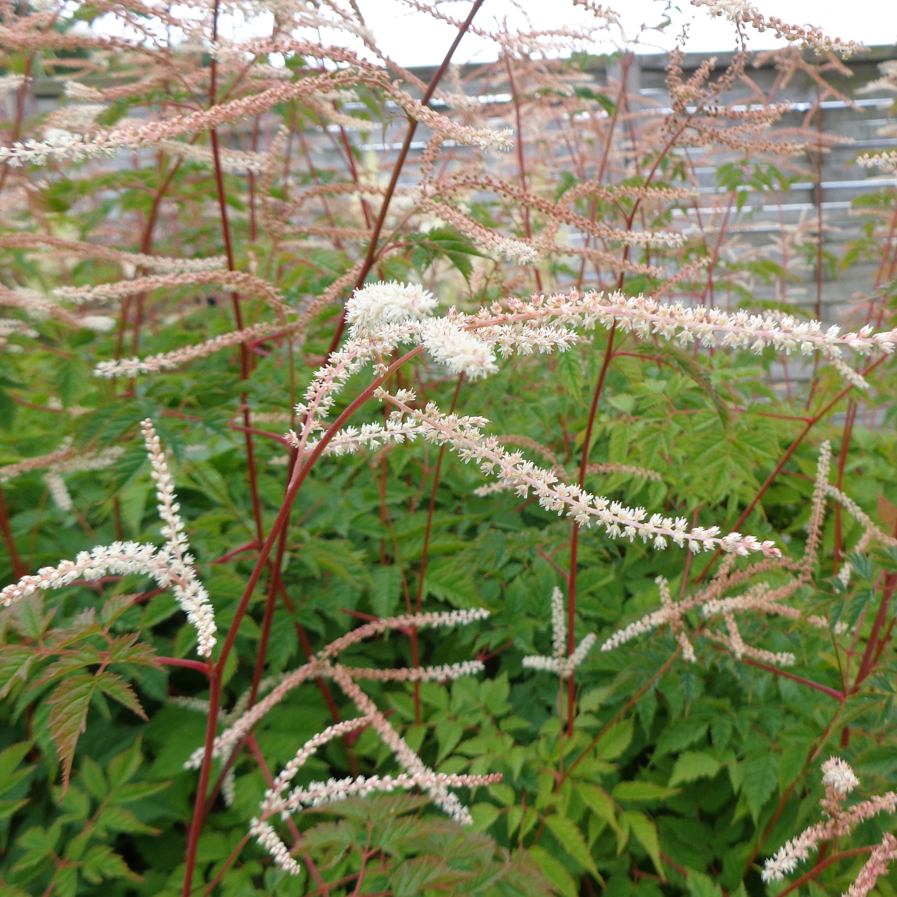 Aruncus diocius 'Horatio'. Fjerbusk