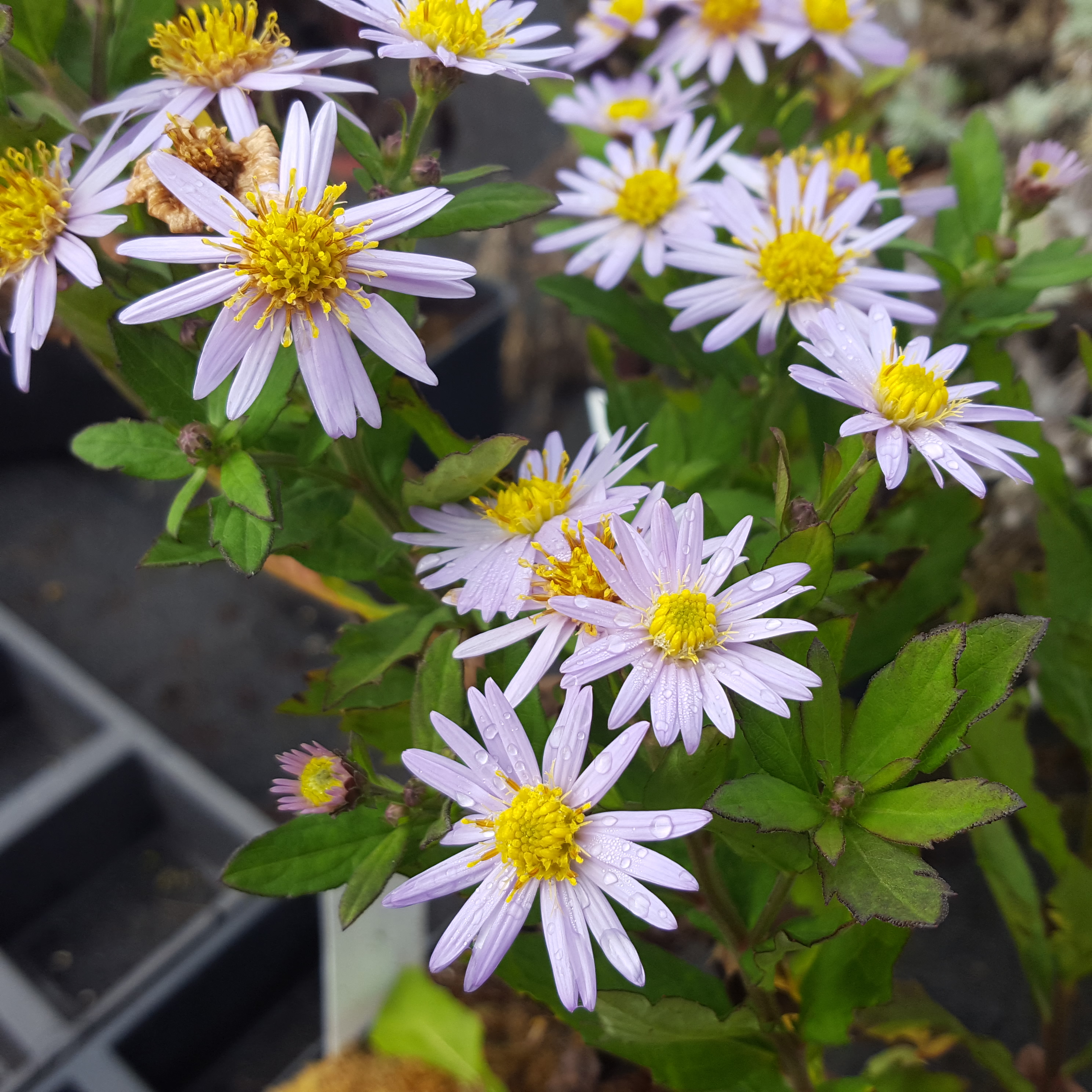 Aster ageratoides 'Asran'. Asters
