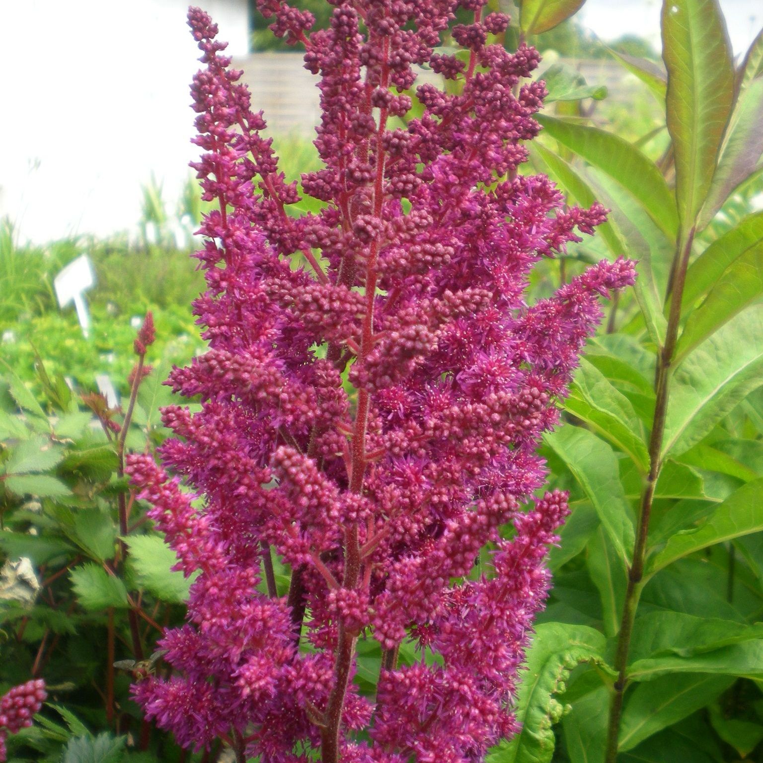 Astilbe chinensis 'Vision in Red'. Astilbe