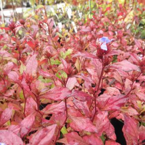 Lave stauder - 5-30 cm - Staudestedet