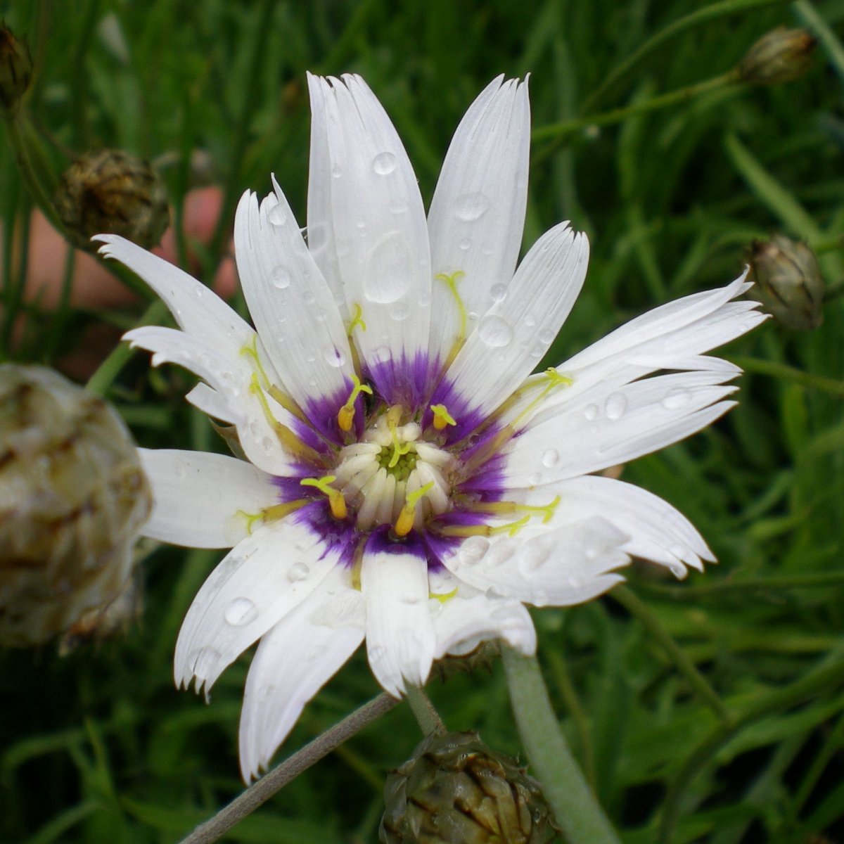 Catananche caerulea 'Alba'. Rasleblomst