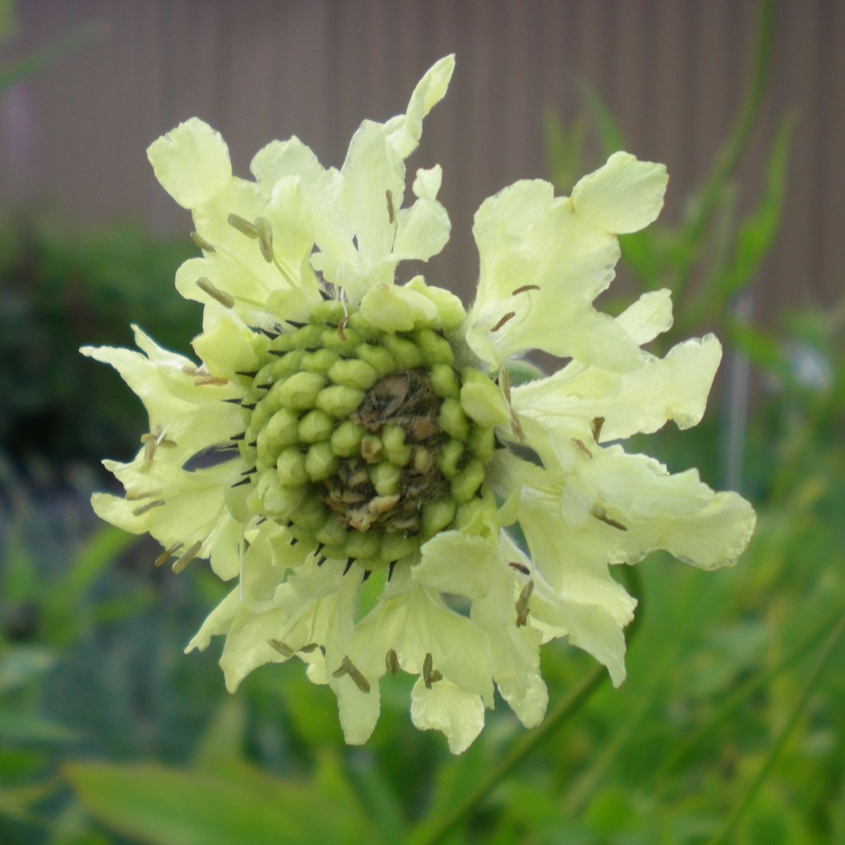 Cephalaria 'Gigantea'. Skælhoved