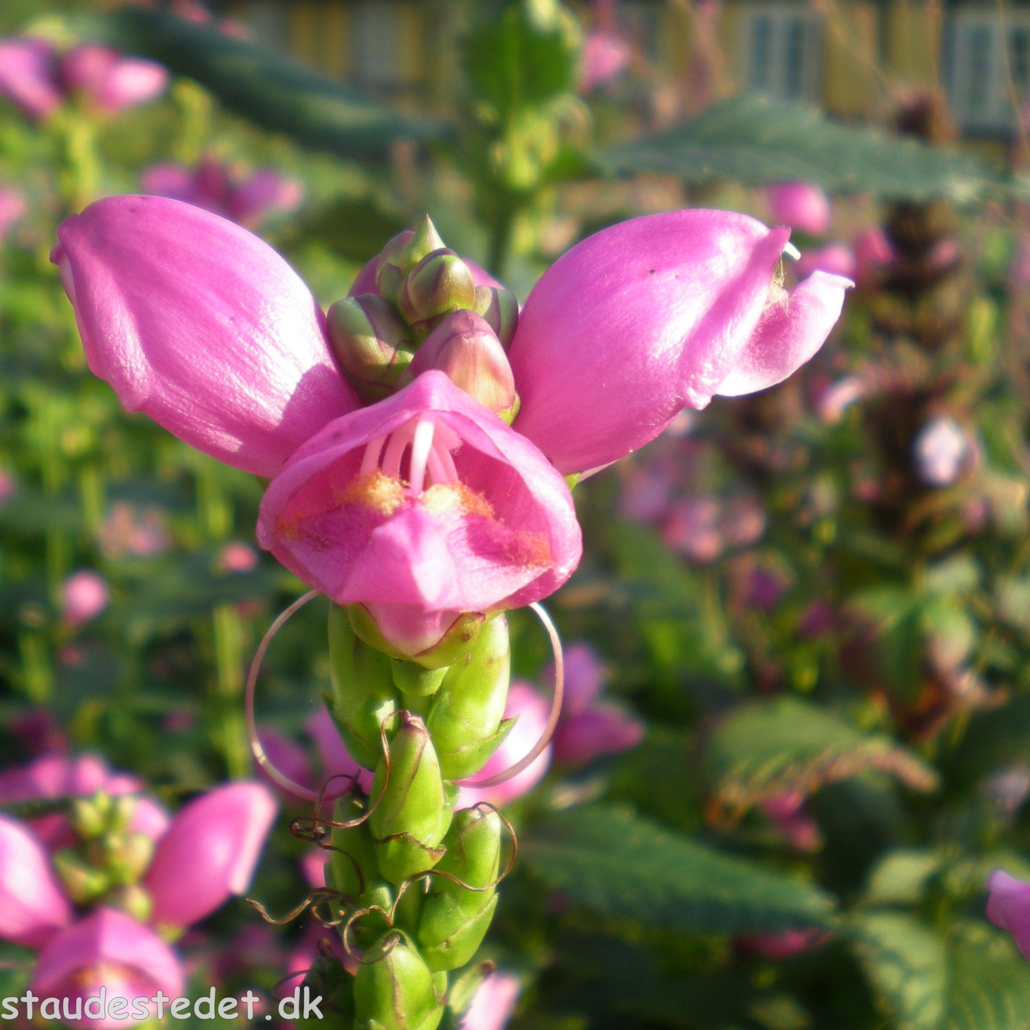 Chelone obliqua. Duehoved
