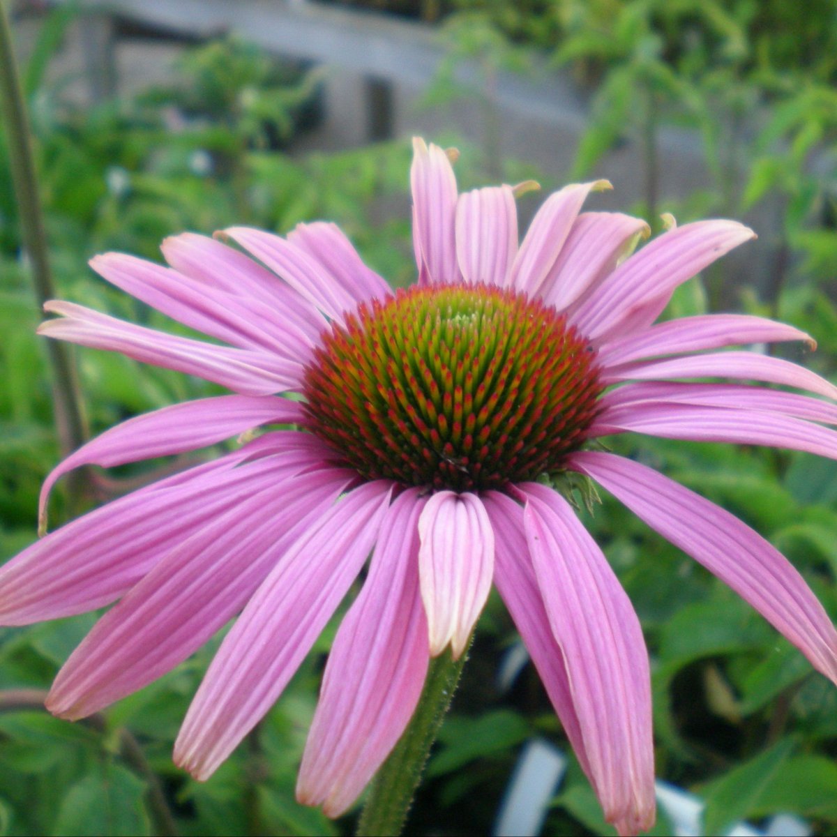 Echinacea purpurea 'Magnus'. Purpursolhat