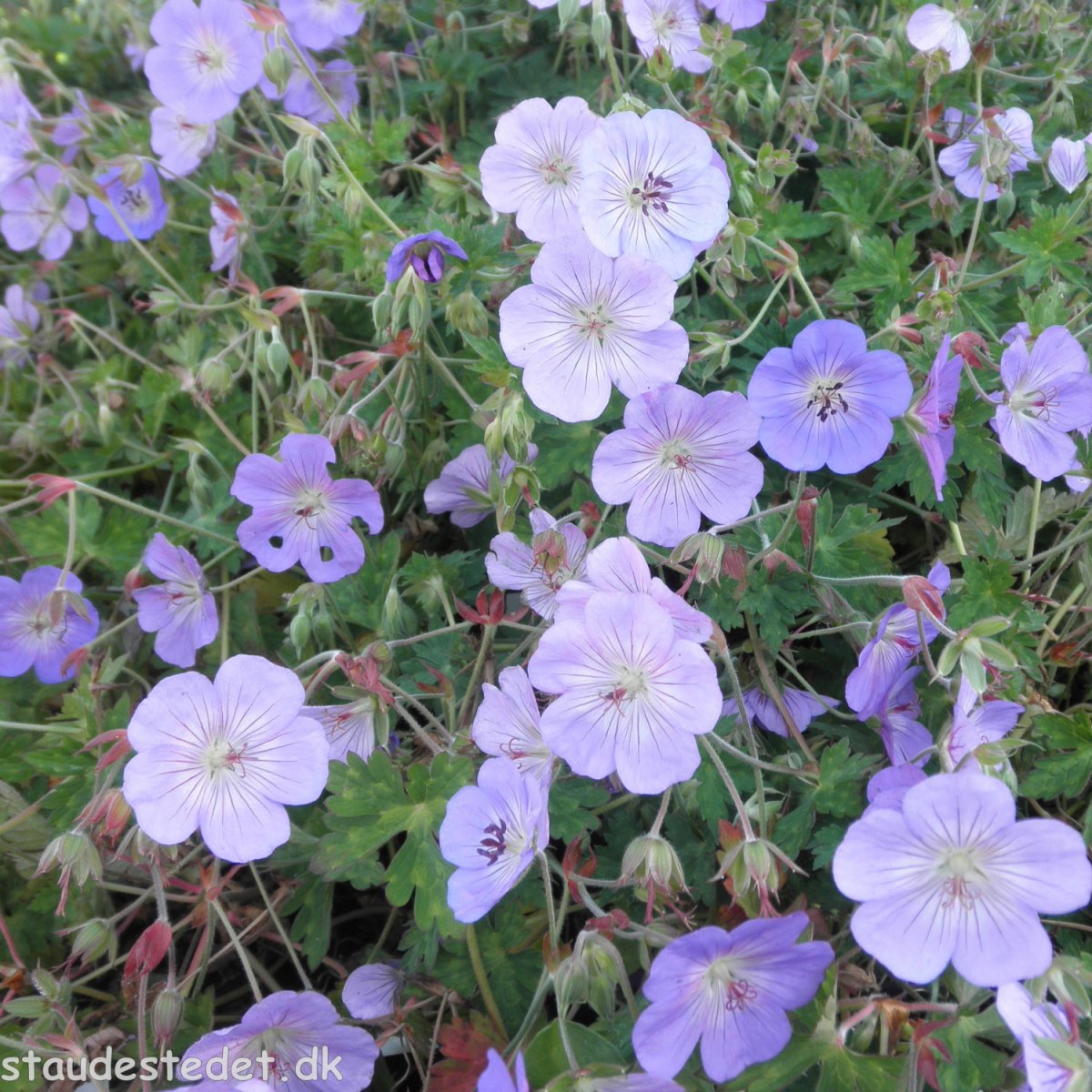 Geranium 'Azure Rush'. Storkenæb