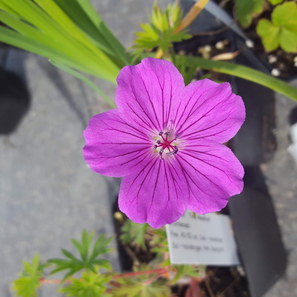 Geranium sanguineum 'Tiny Monster'. Storkenæb