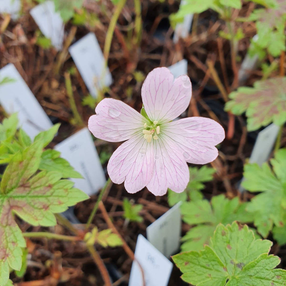 Geranium oxonianum (x) 'Southcombe Double'. Storkenæb