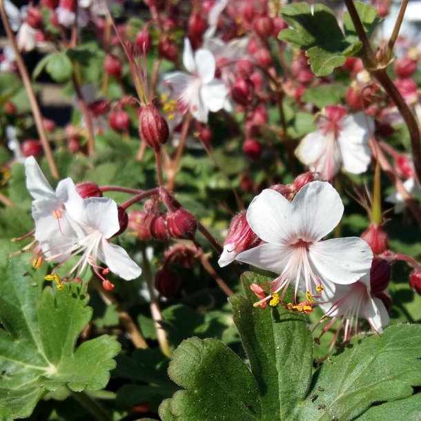 Geranium macrorrhizum 'Spessart'. Storrodet storkenæb