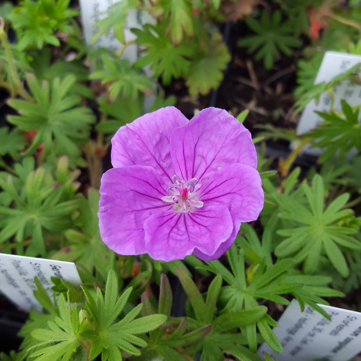 Geranium sanguineum 'Vision Violet'. Storkenæb
