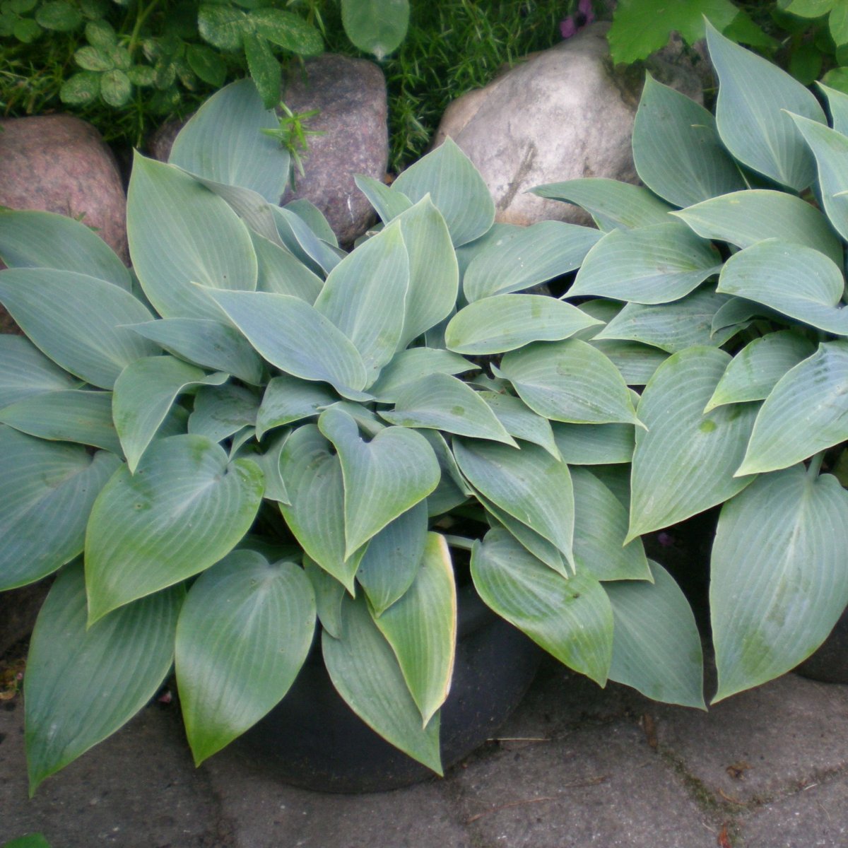 Hosta tardiana 'Halcyon'. Hosta