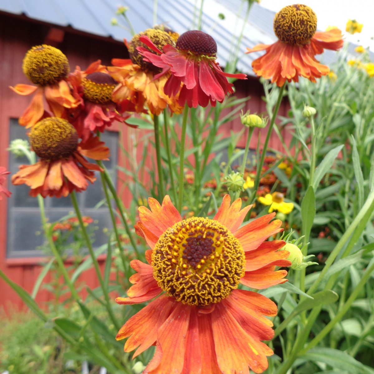 Helenium 'Moerheim Beauty'. Solbrud