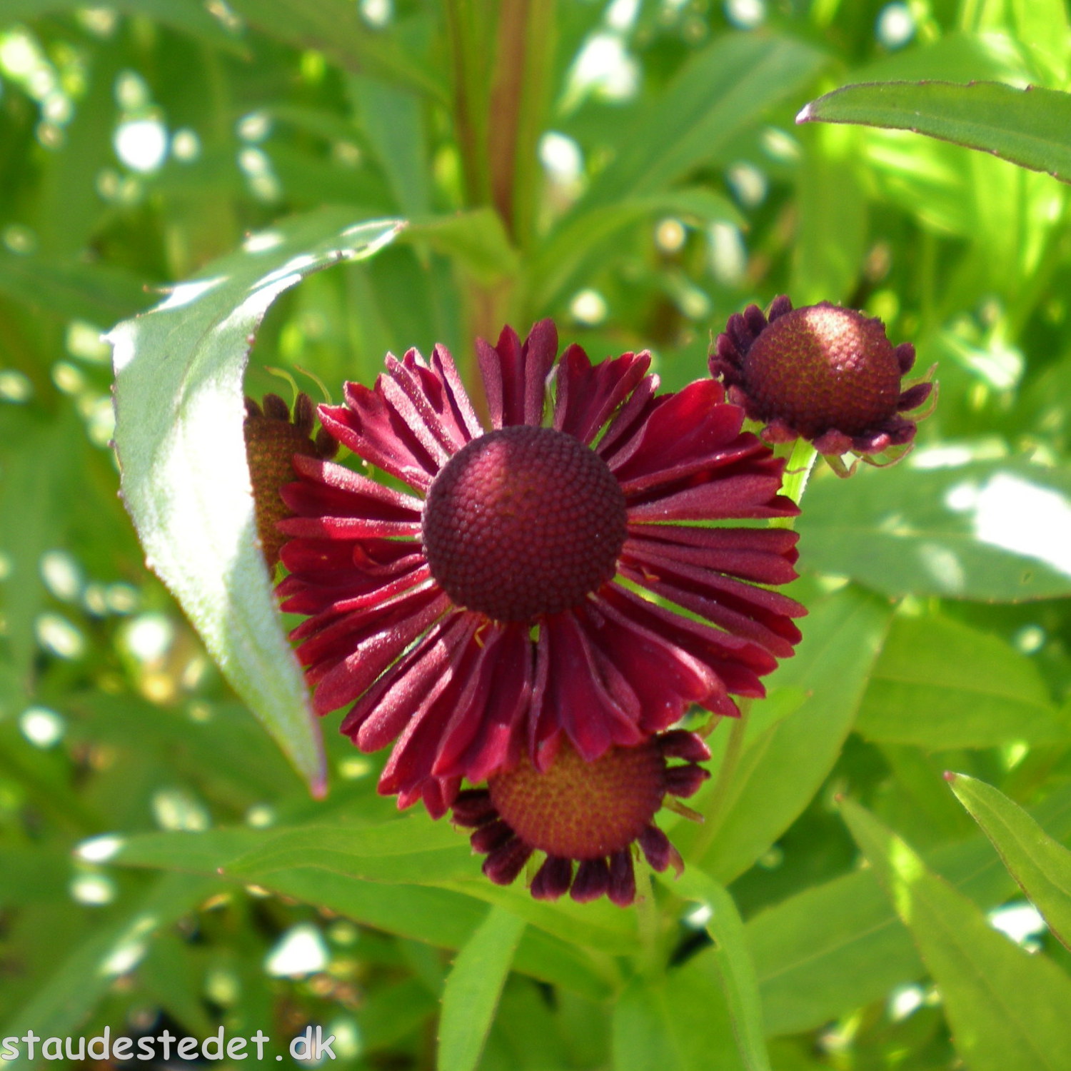 Helenium 'Ruby Tuesday'. Solbrud