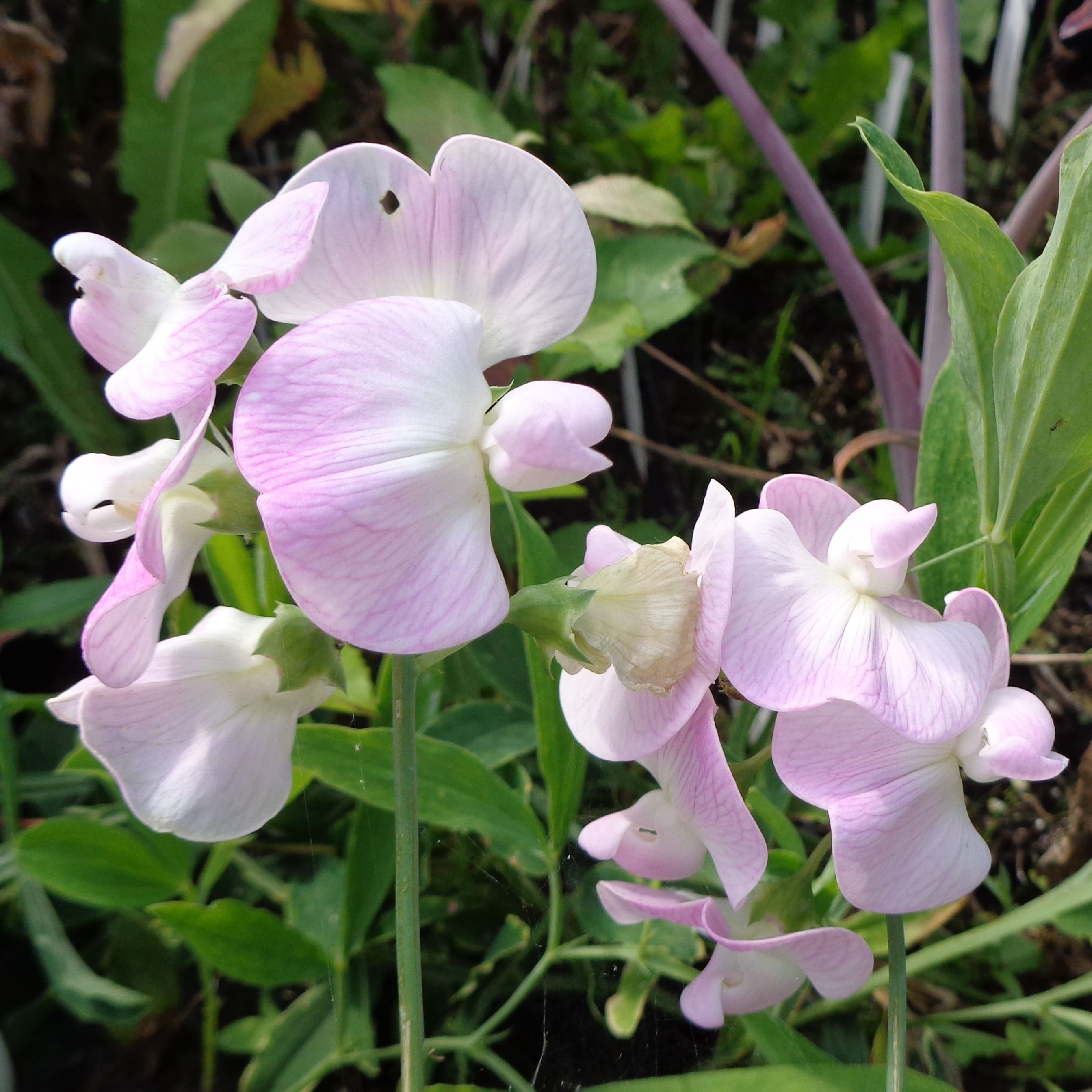 Lathyrus latifolius 'Pink Pearl'. Staudelathyrus