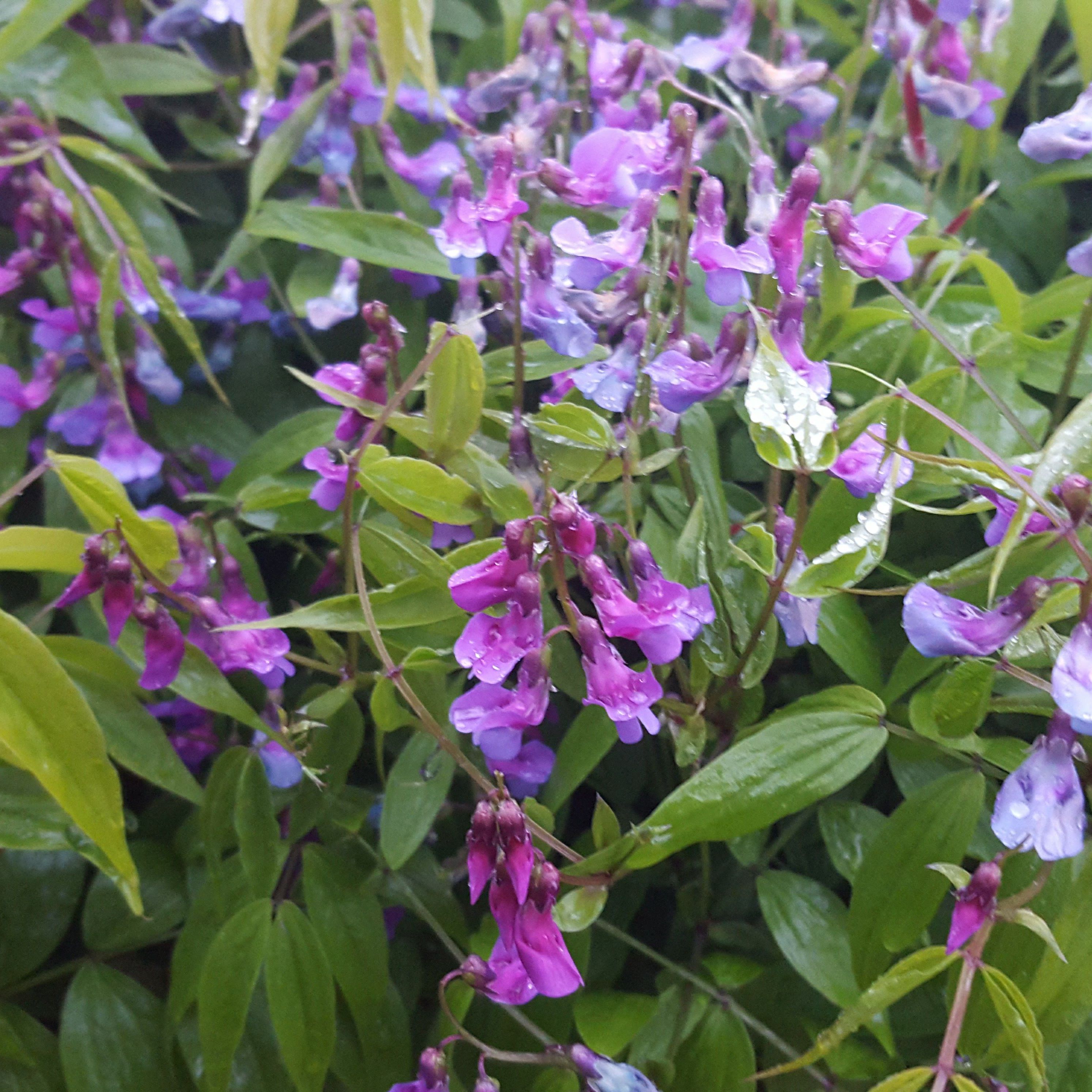 Lathyrus vernus. Vårfladbælg