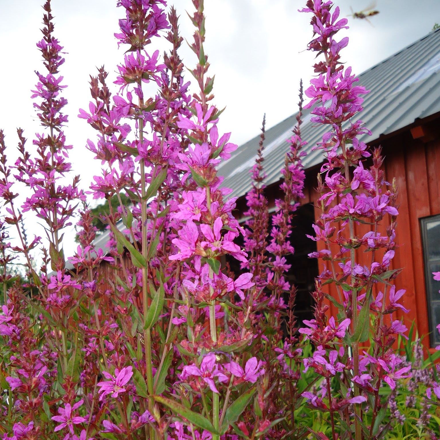 Lythrum virgatum 'Dropmore Purple'. Kattehale