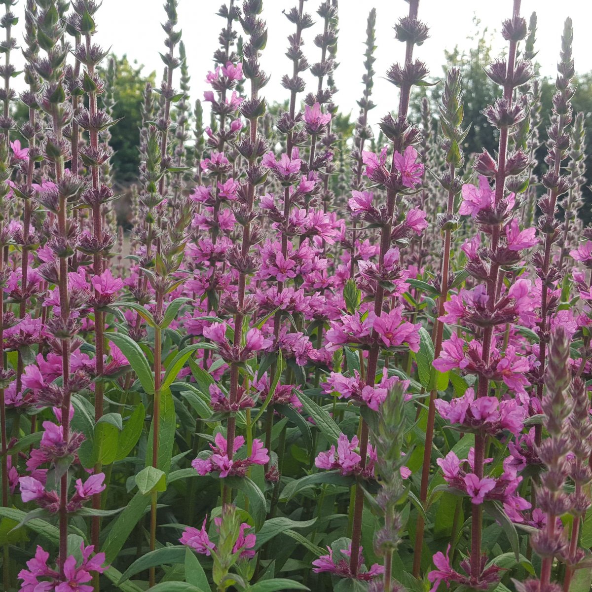 Lythrum salicaria 'Pink Blush'. Kattehale