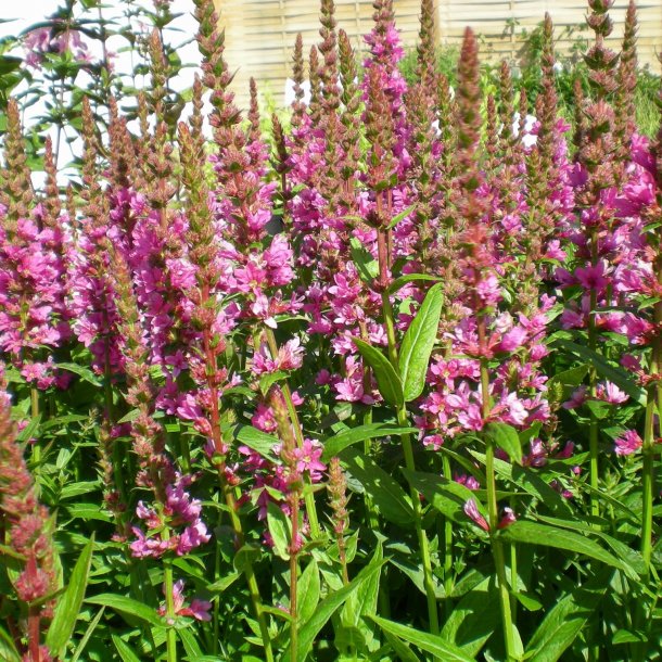 Lythrum salicaria 'Robert'. Kattehale