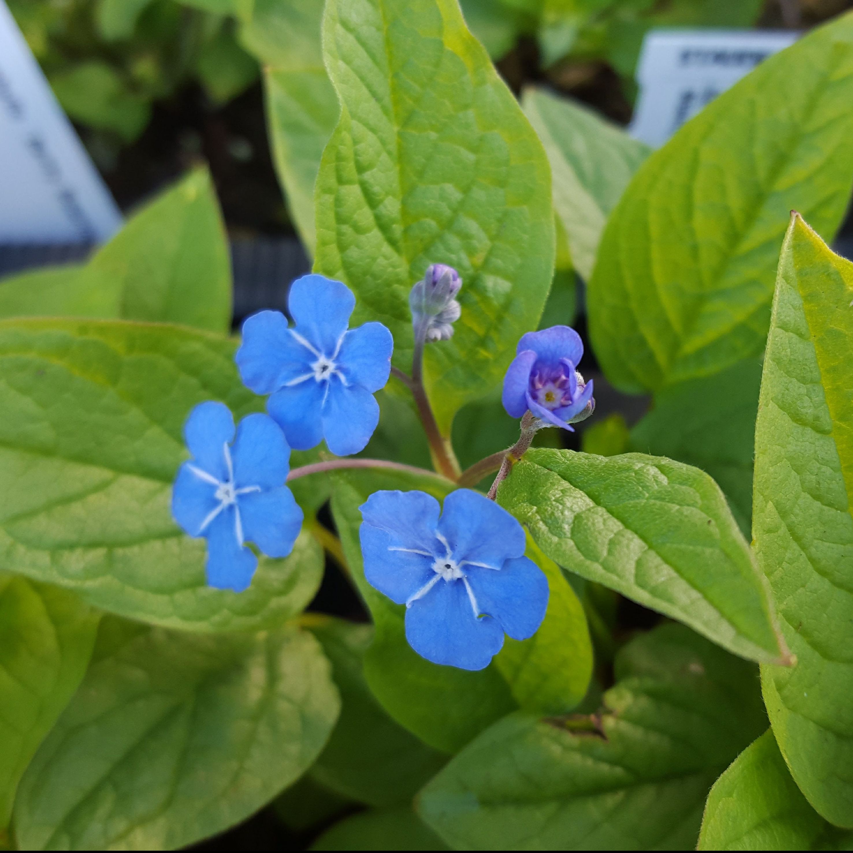 Omphalodes verna - Vårkærminde