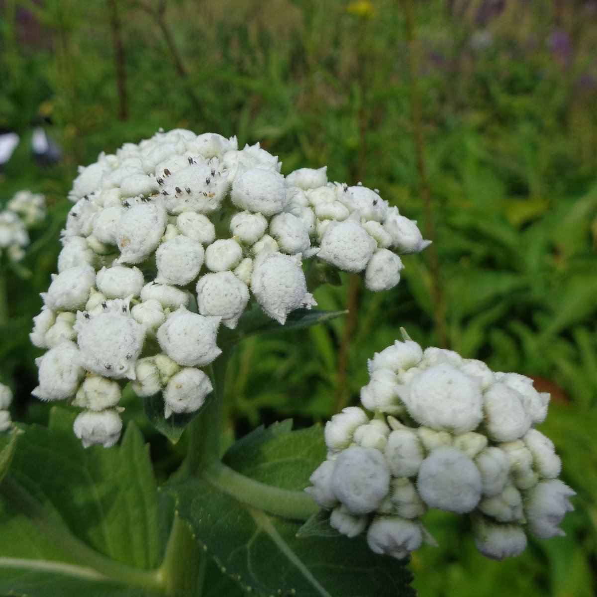 Parthenium integrifolium. Vild kinin