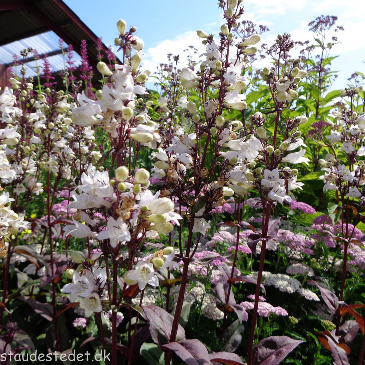 Penstemon digitalis 'Husker Red'. Rørblomst