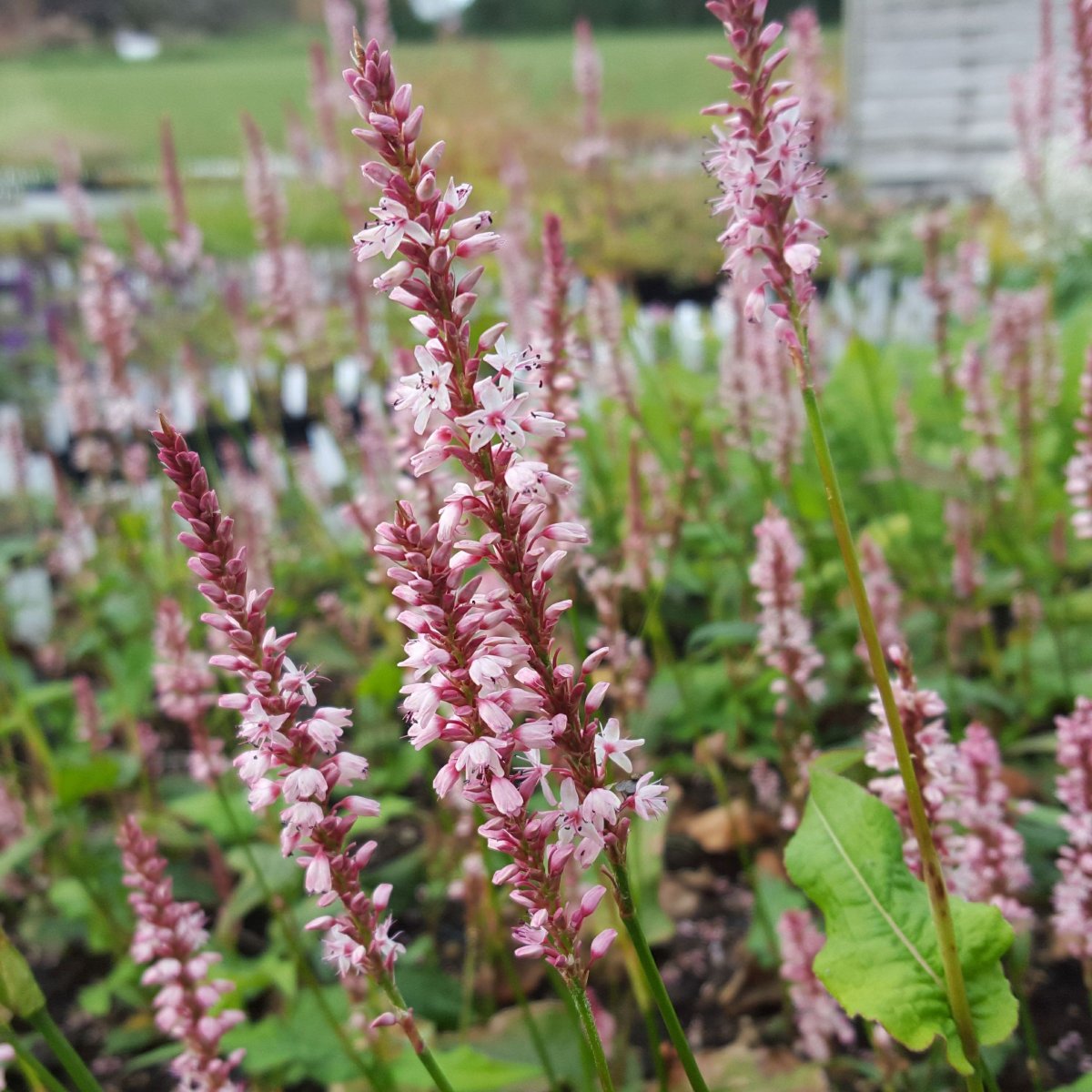 Persicaria amplexicaulis 'Rosea'. Kertepileurt
