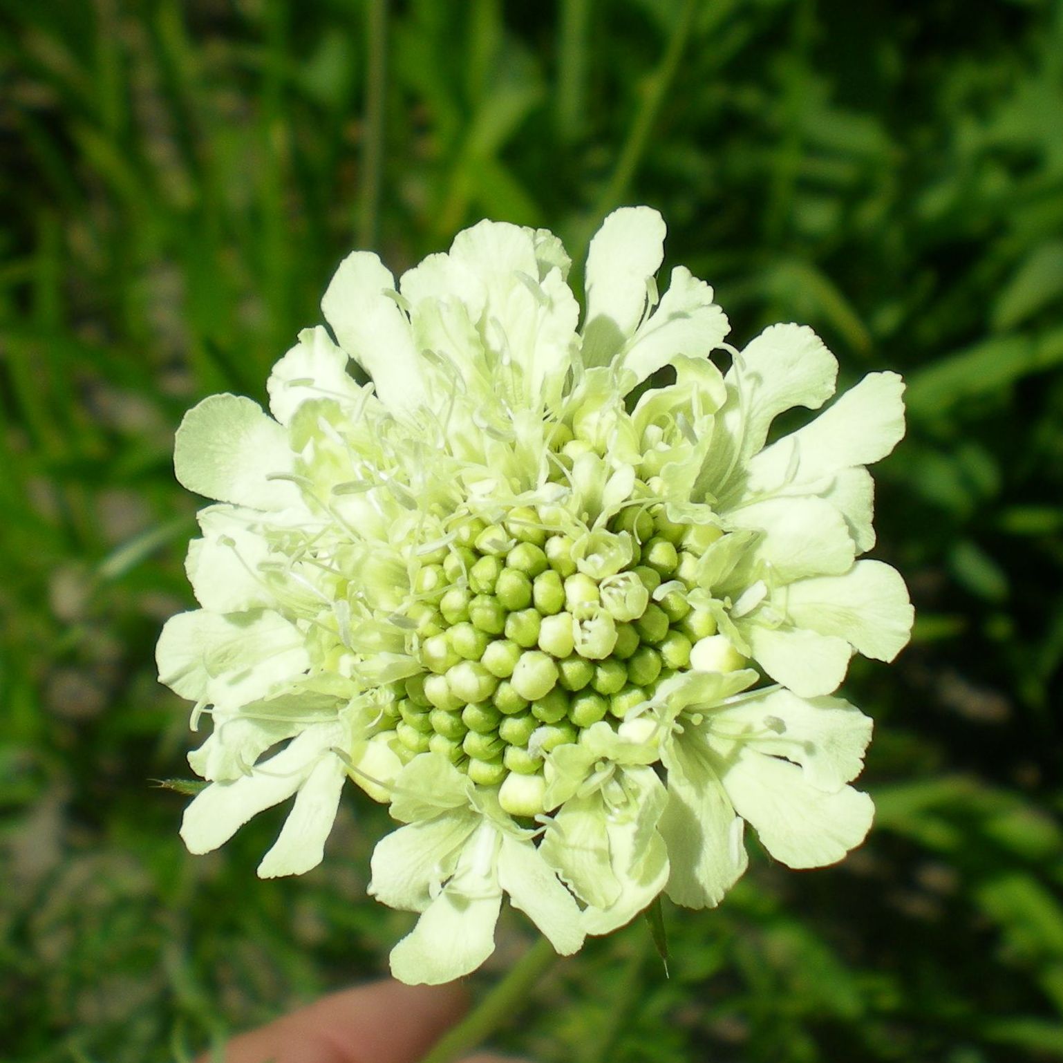 Scabiosa ochroleuca. Skabiose