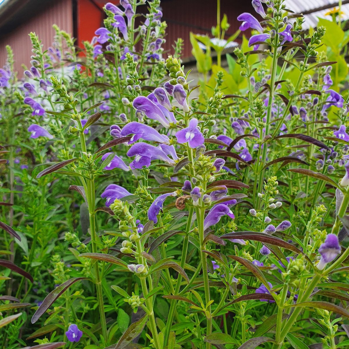 Scutellaria integrifolia. Skjolddrager