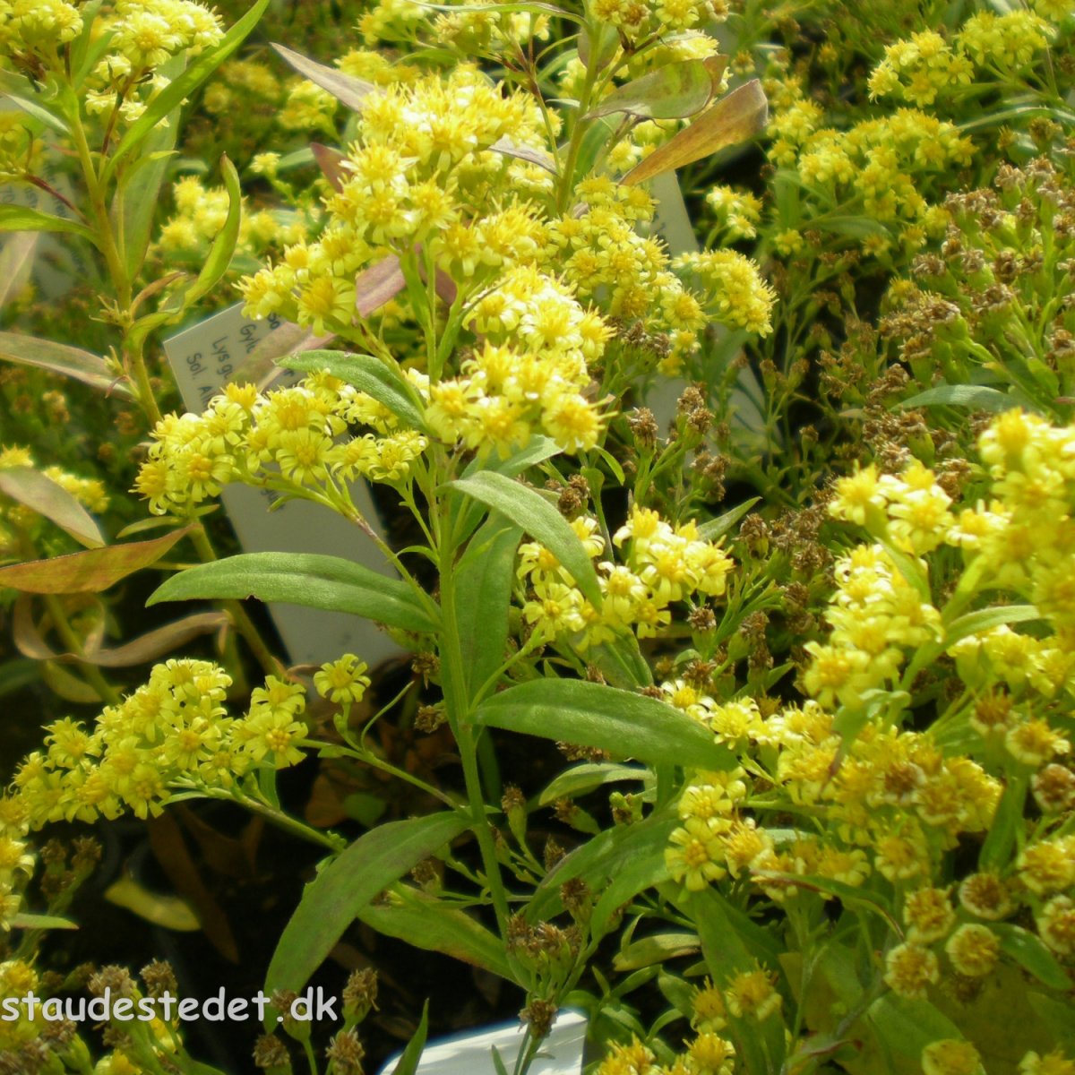 Solidaster luteus 'Lemore'. Gyldenrisasters