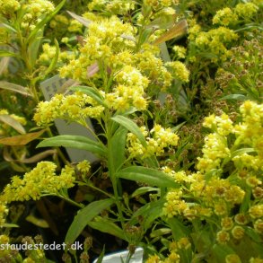 Gule stauder - Staudestedet