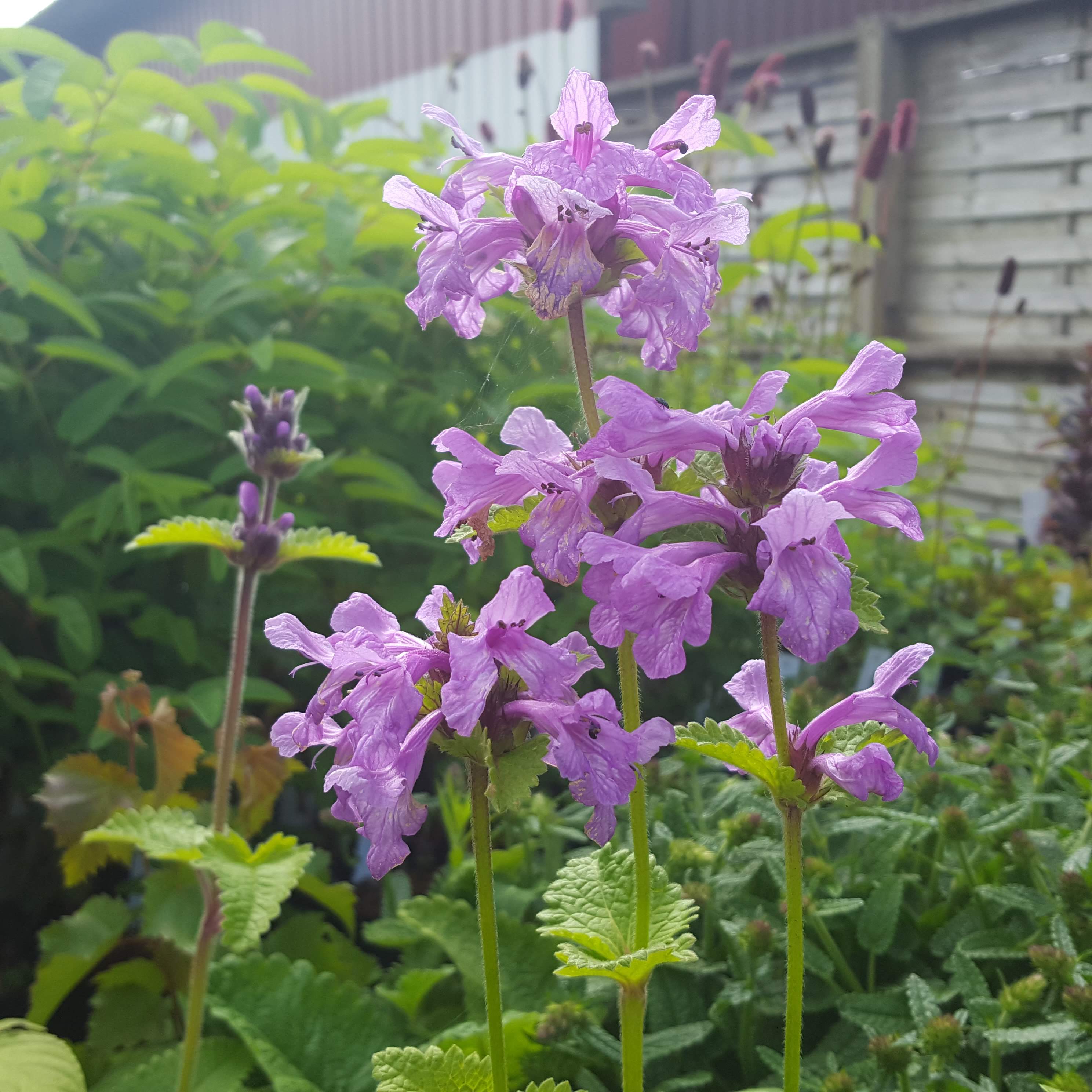 Stachys grandiflora 'Superba'. Havebetonie