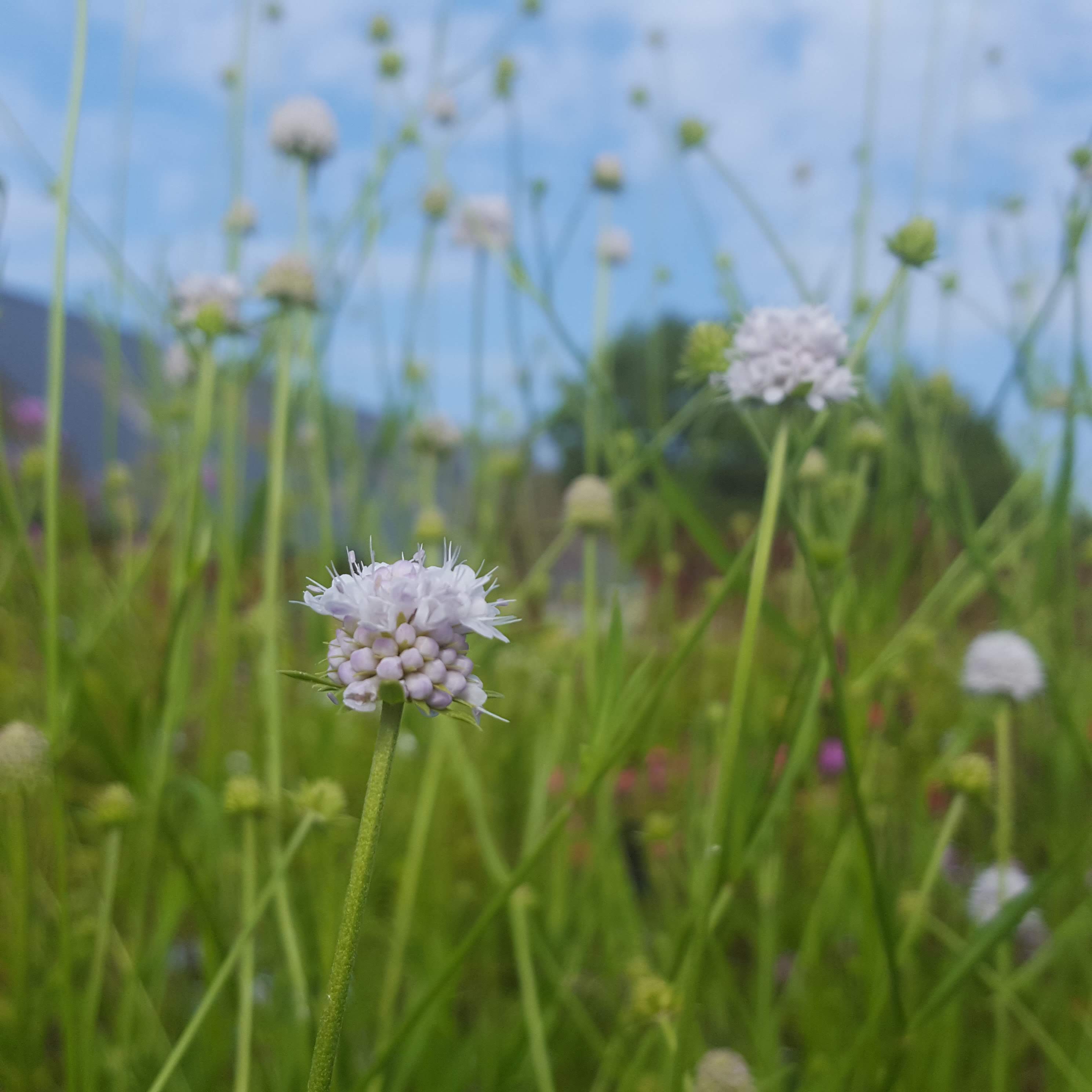 Succisella inflexa 'Frosted Pearls'