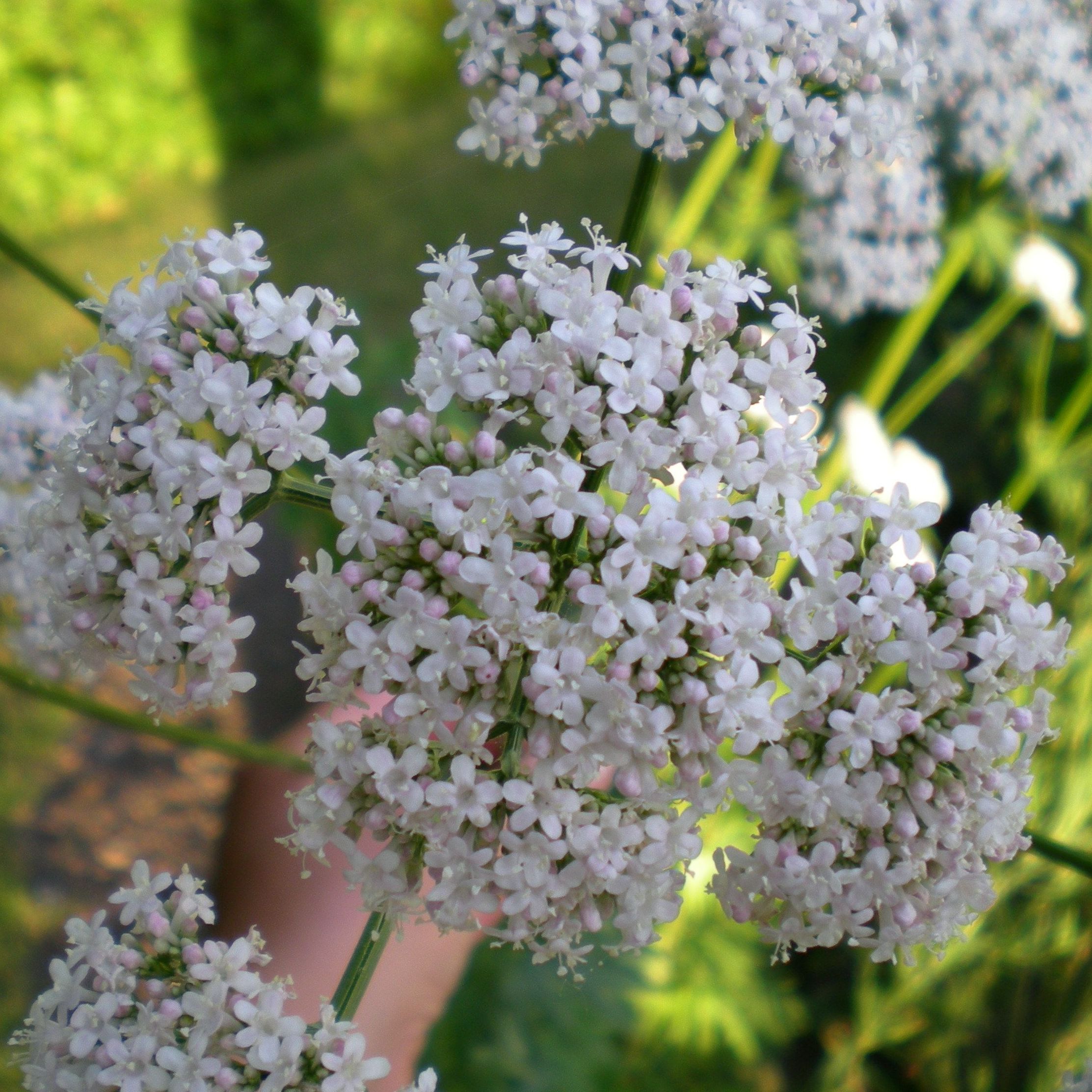 Valeriana officinalis. Lægebaldrian