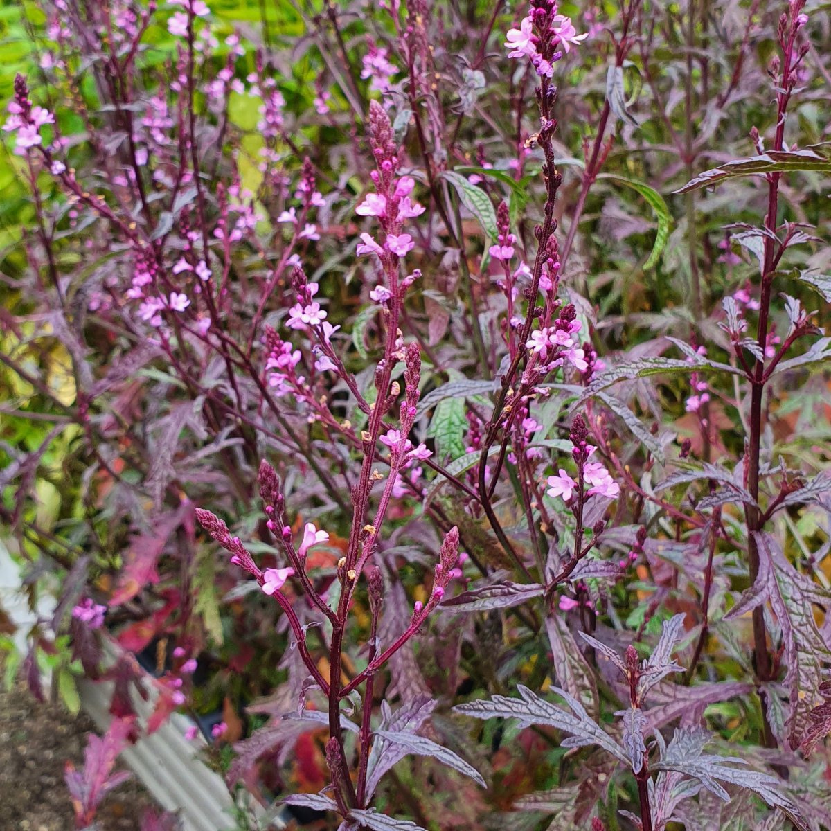 Verbena officinalis 'Bampton'. Jernurt