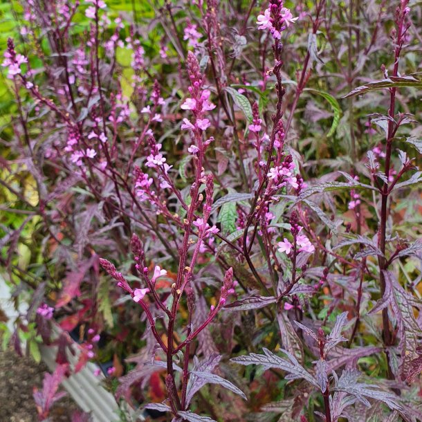 Verbena officinalis 'Bampton'. Jernurt